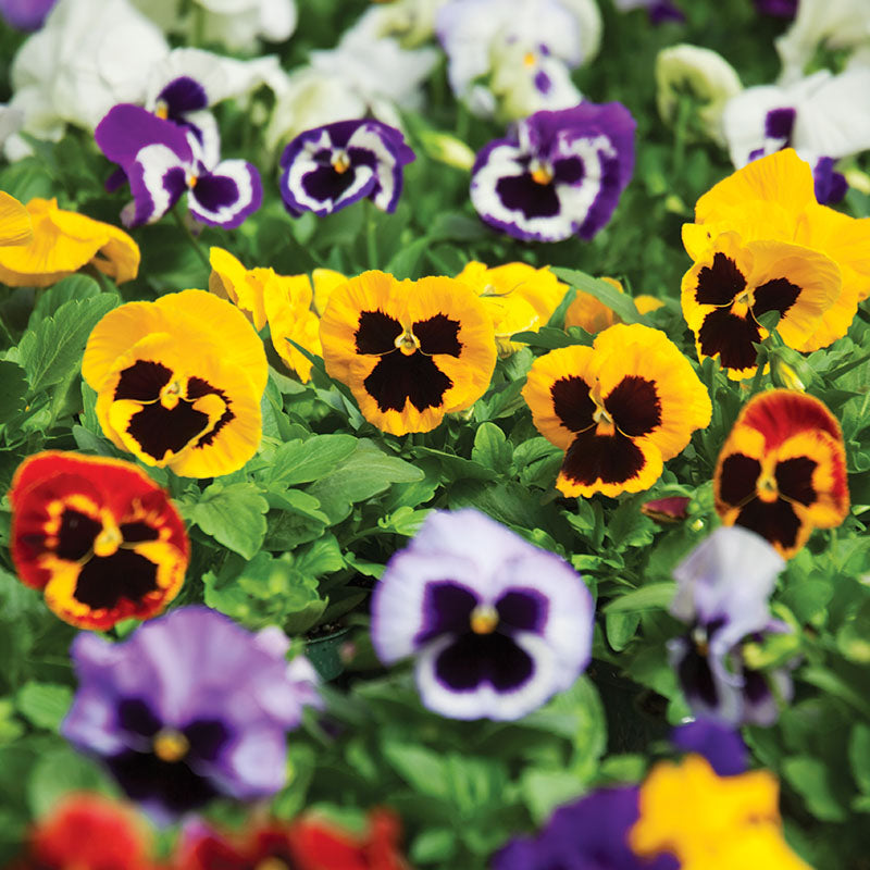 Pansy Delta Premium Blotch Mix F1 Seed – Harris Seeds