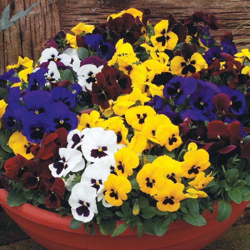 Pansy Delta Premium Blotch Mix F1 Seed – Harris Seeds