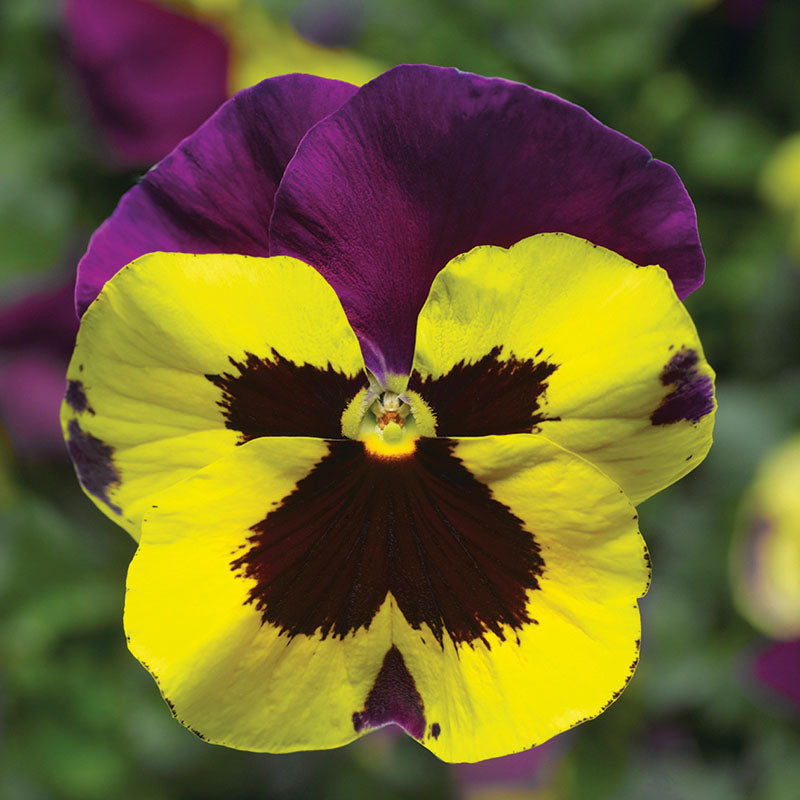 Pansy Delta Premium Blotch Mix F1 Seed – Harris Seeds