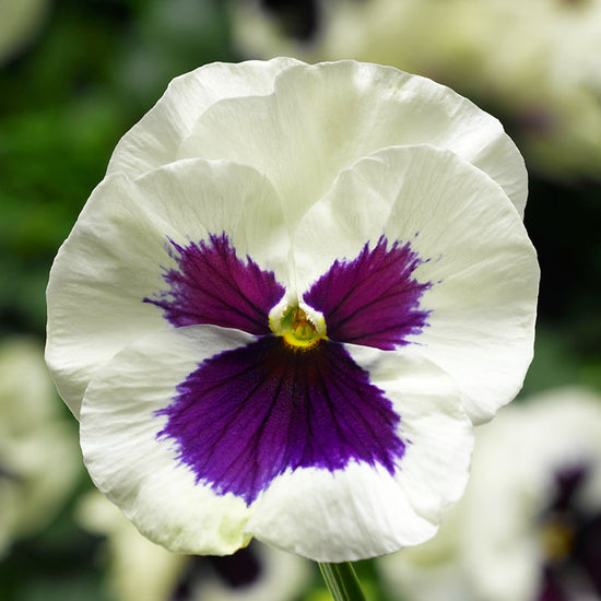 Pansy Delta Premium Blotch Mix F1 Seed – Harris Seeds