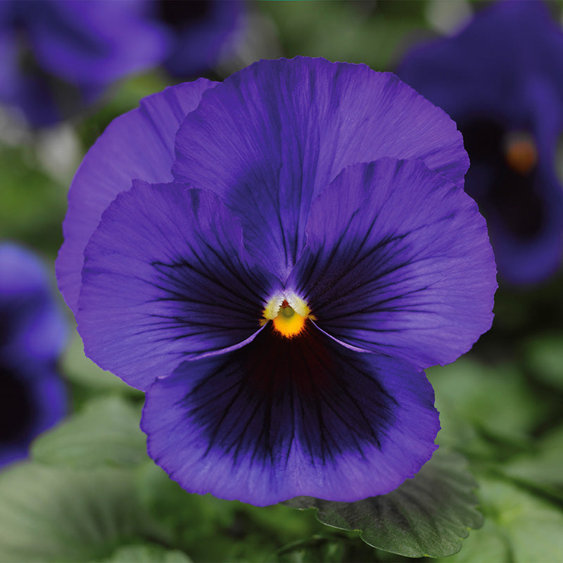 Pansy Delta Premium Blotch Mix F1 Seed – Harris Seeds