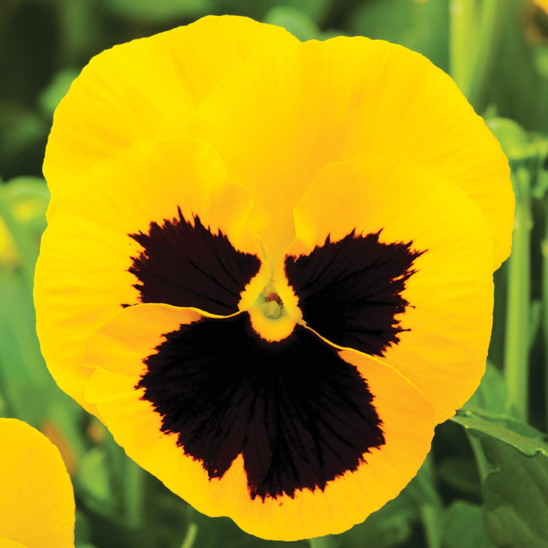 Pansy Delta Premium Blotch Mix F1 Seed – Harris Seeds