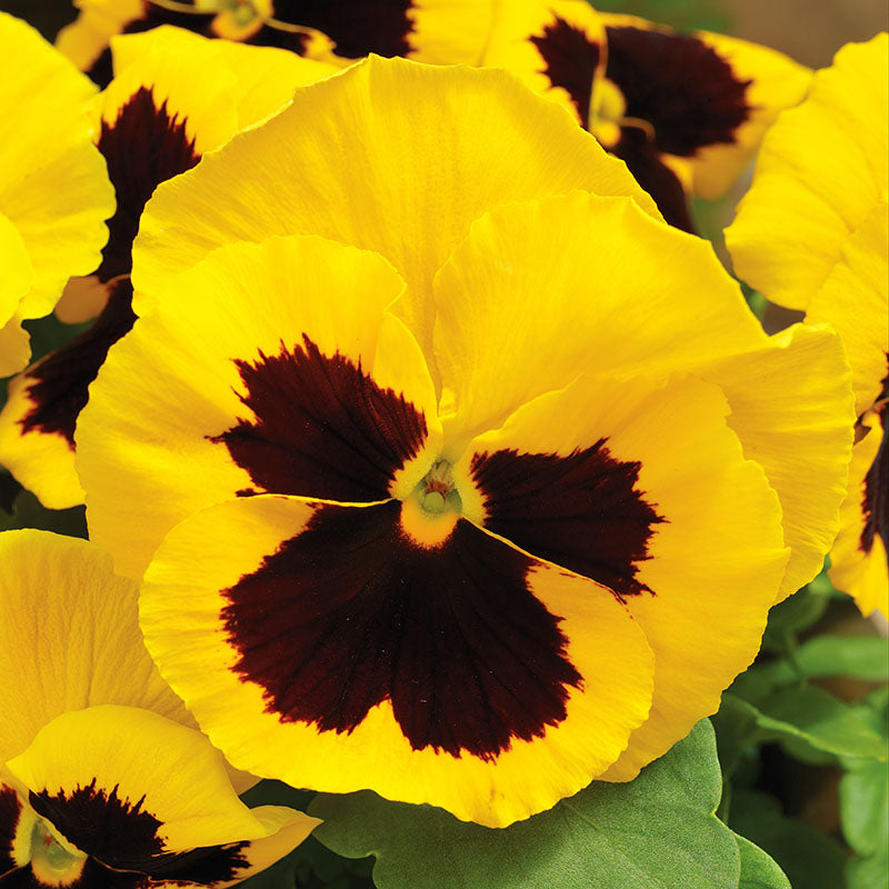 Pansy Delta Premium Blotch Mix F1 Seed – Harris Seeds