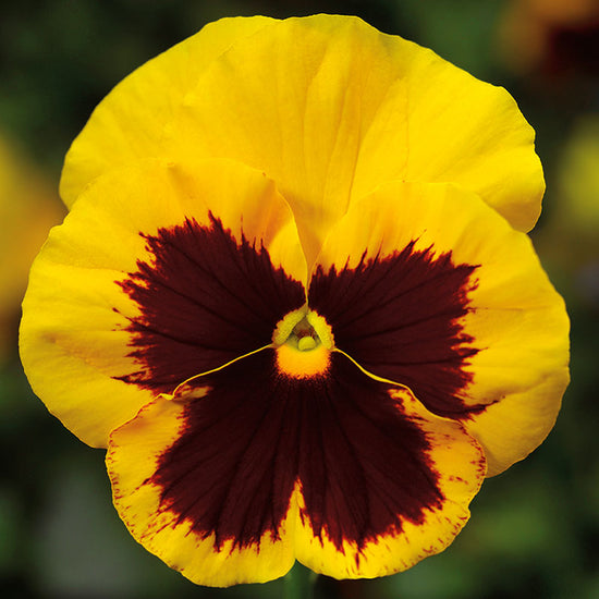 Pansy Delta Premium Blotch Mix F1 Seed – Harris Seeds