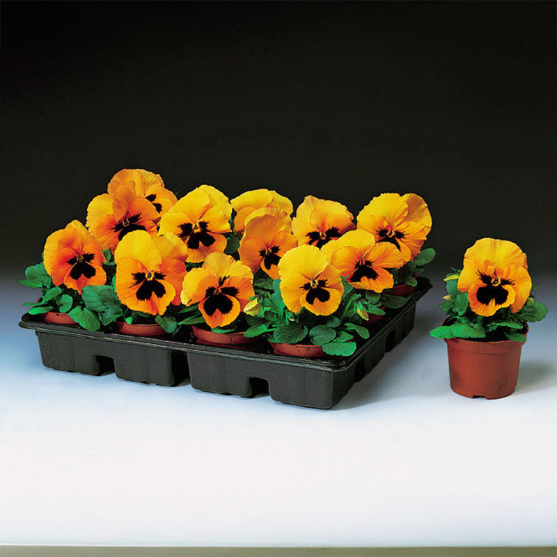 Pansy Delta Premium Blotch Mix F1 Seed – Harris Seeds