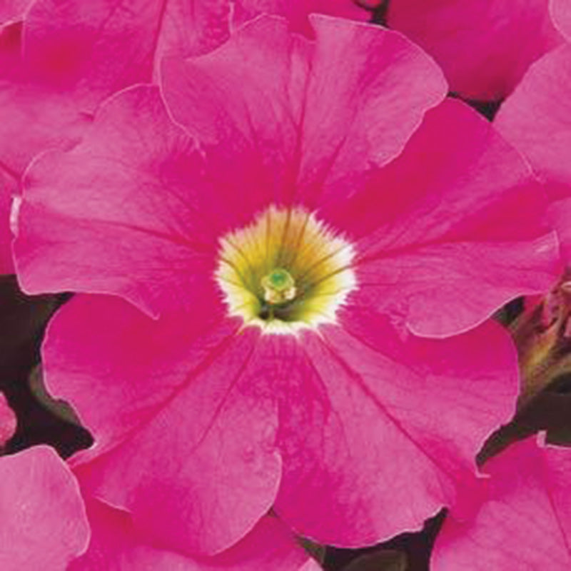 Petunia Dreams Pink F1 Seed – Harris Seeds