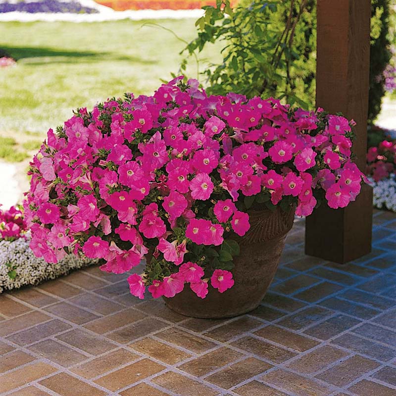 Petunia Wave Pink F1 Seed – Harris Seeds