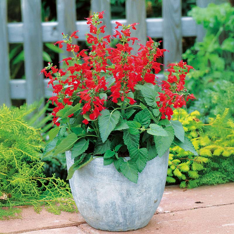 Salvia Lady In Red Seed – Harris Seeds