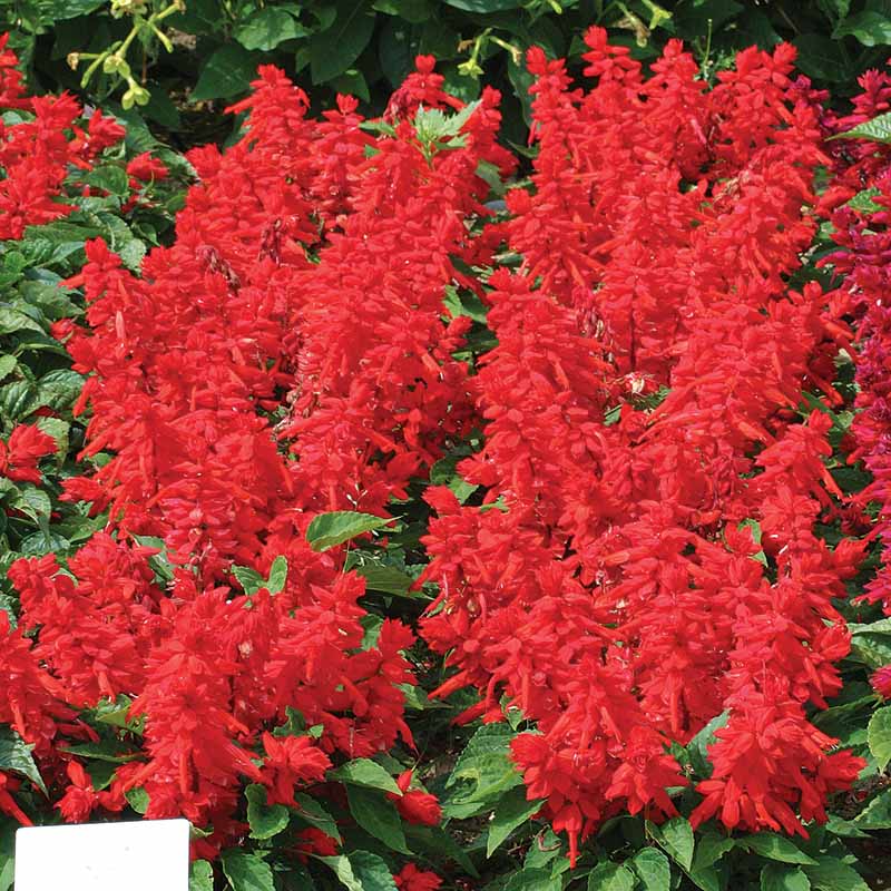 Salvia Sizzler Red Seed – Harris Seeds