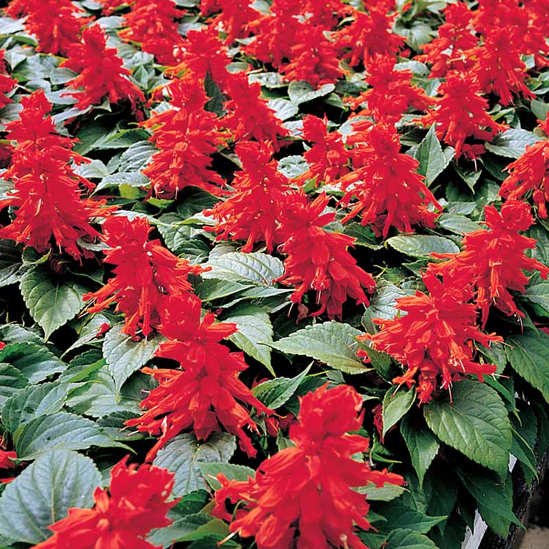Salvia Vista Red Seed – Harris Seeds