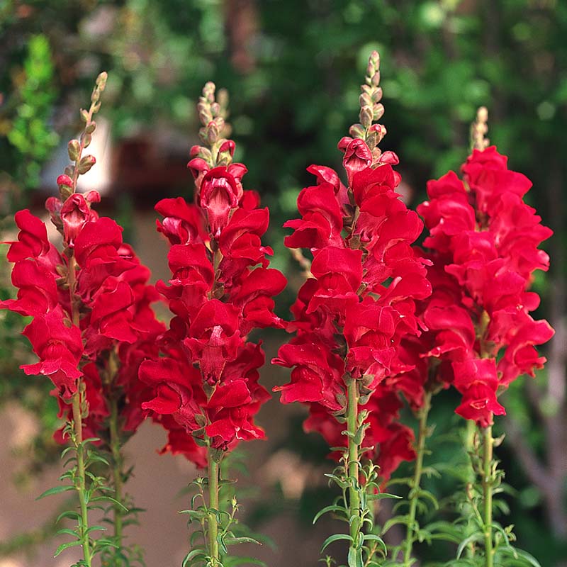 Snapdragon Rocket Red W Red Stem F1 Seed – Harris Seeds