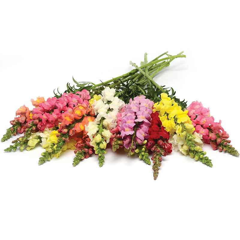 Snapdragon Rocket Mix F1 Seed – Harris Seeds