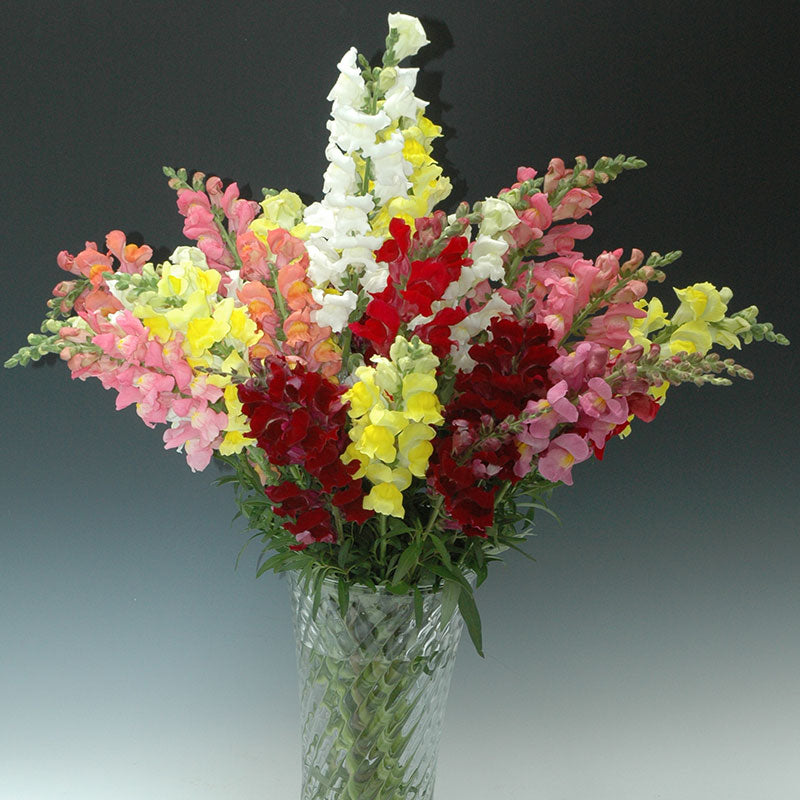 Snapdragon Rocket Mix F1 Seed – Harris Seeds