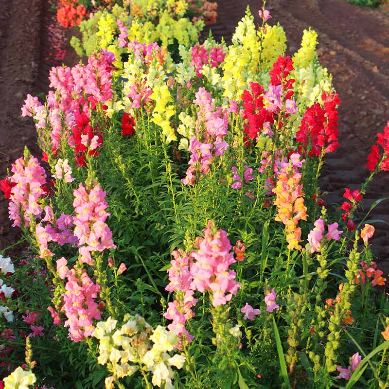 Snapdragon Rocket Mix F1 Seed – Harris Seeds