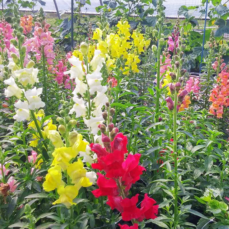 Snapdragon Rocket Mix F1 Seed – Harris Seeds