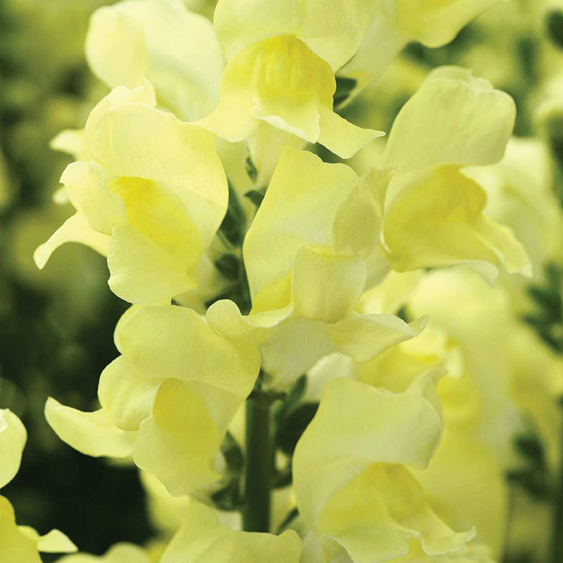 Snapdragon Rocket Mix F1 Seed – Harris Seeds