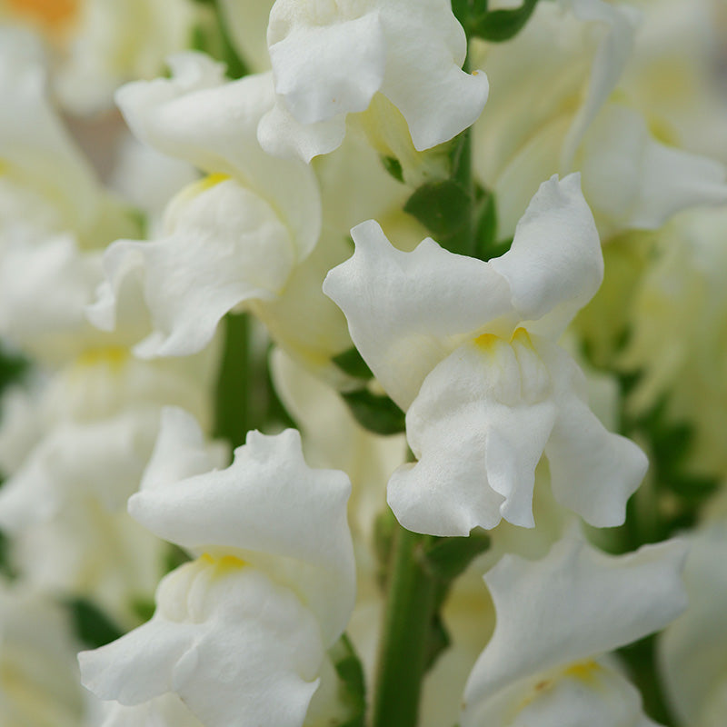 Snapdragon Rocket Mix F1 Seed – Harris Seeds