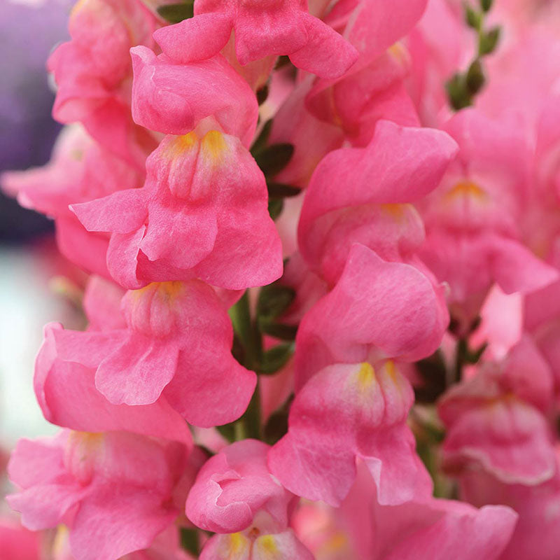 Snapdragon Rocket Mix F1 Seed – Harris Seeds