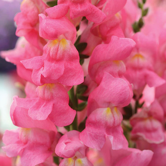 Snapdragon Rocket Mix F1 Seed – Harris Seeds