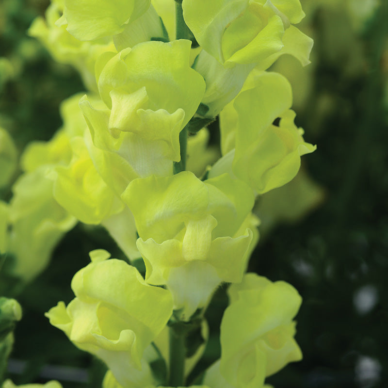 Snapdragon Rocket Mix F1 Seed – Harris Seeds