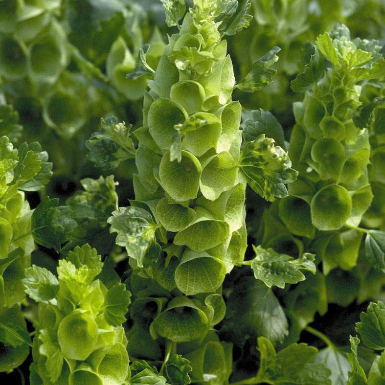 Molucella Bells of Ireland Seed – Harris Seeds