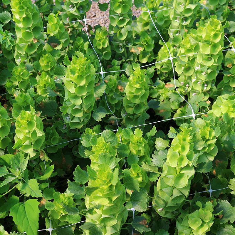 Molucella Bells of Ireland Seed – Harris Seeds