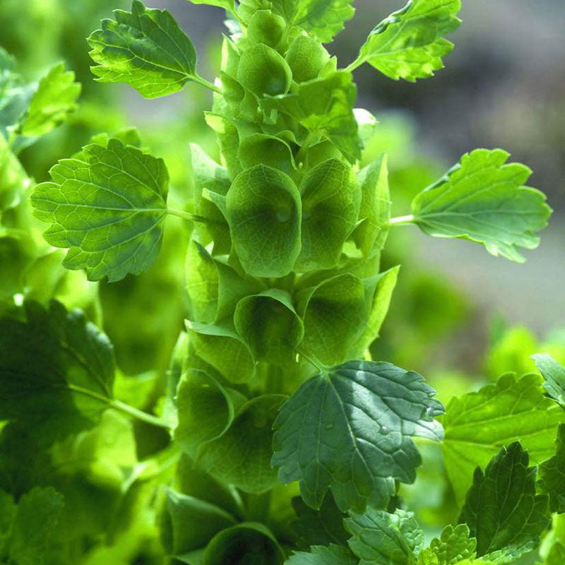 Molucella Bells of Ireland Seed – Harris Seeds