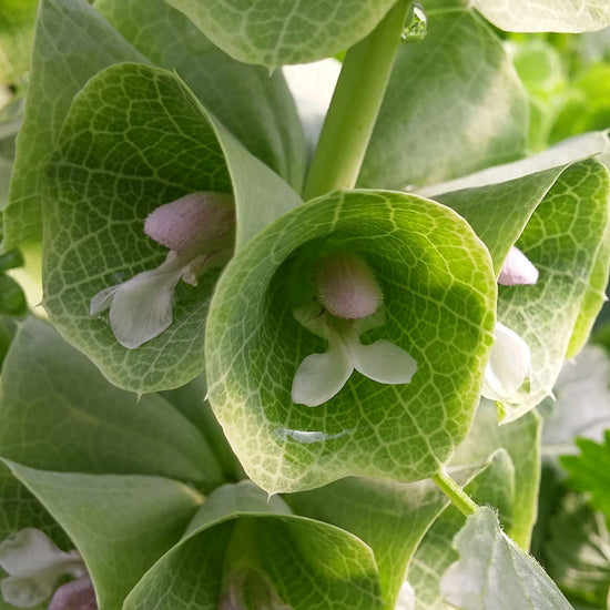 Molucella Bells of Ireland Seed – Harris Seeds