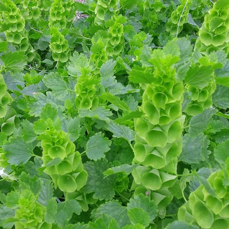 Molucella Bells of Ireland Seed – Harris Seeds