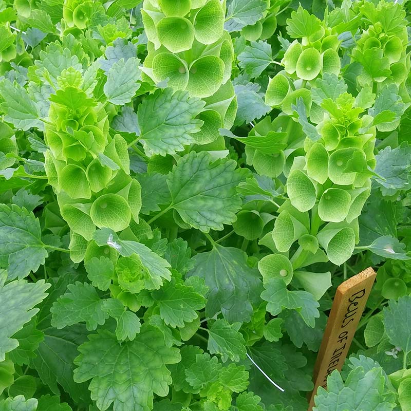 Molucella Bells of Ireland Seed – Harris Seeds