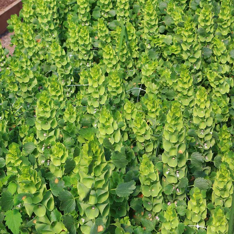 Molucella Bells of Ireland Seed – Harris Seeds