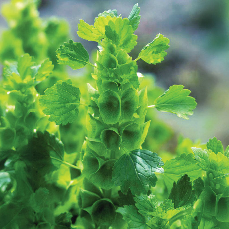 Molucella Bells of Ireland Seed – Harris Seeds