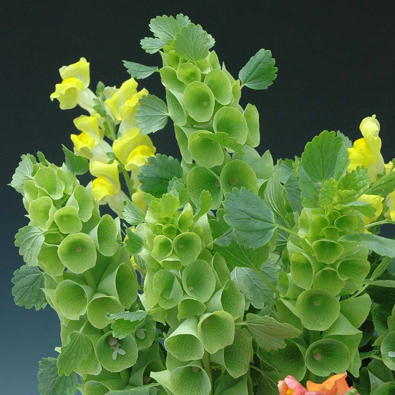 Molucella Bells of Ireland Seed – Harris Seeds