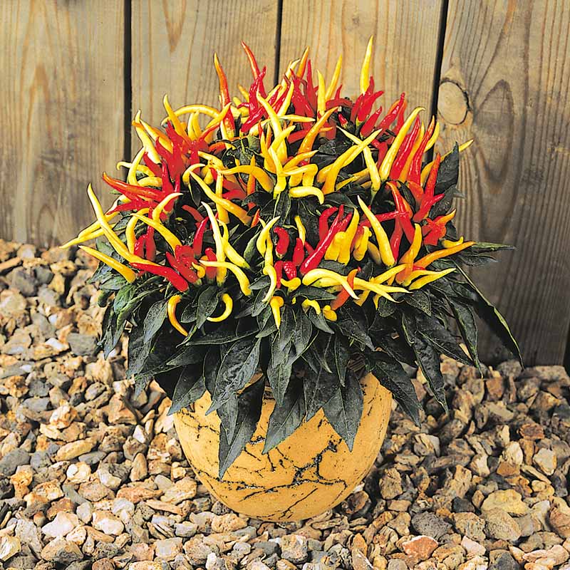 Ornamental Pepper Medusa Seed – Harris Seeds