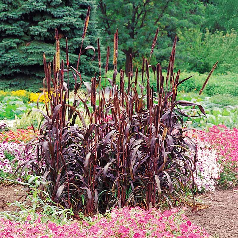 Ornamental Millet Purple Majesty F1 Seed – Harris Seeds
