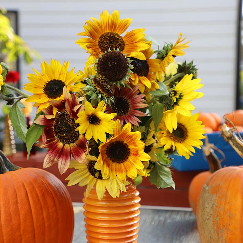 Sunflower Autumn Beauty Mixture Seed – Harris Seeds