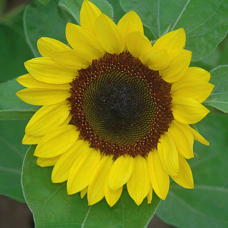 Sunflower Sunrich Lemon F1 Seed – Harris Seeds