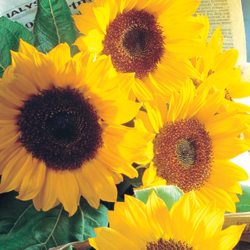 Sunflower Sunrich Lemon F1 Seed – Harris Seeds