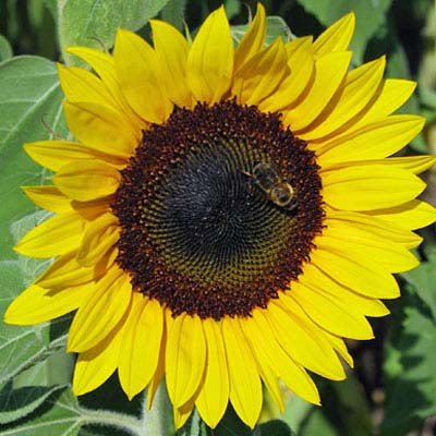 Sunflower Sunbright Supreme F1 Seed – Harris Seeds