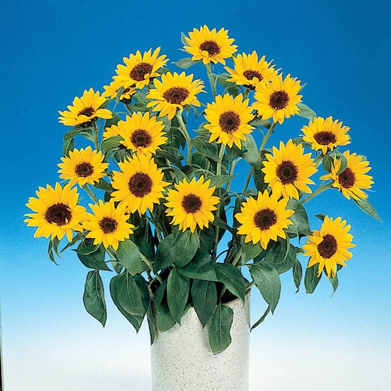 Sunflower Sunbright Supreme F1 Seed – Harris Seeds