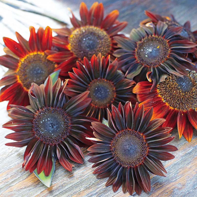 Sunflower Rouge Royale F1 Seed – Harris Seeds