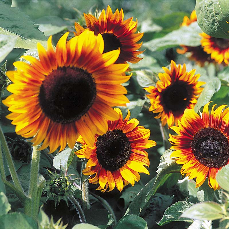Sunflower Firecracker F1 Seed – Harris Seeds