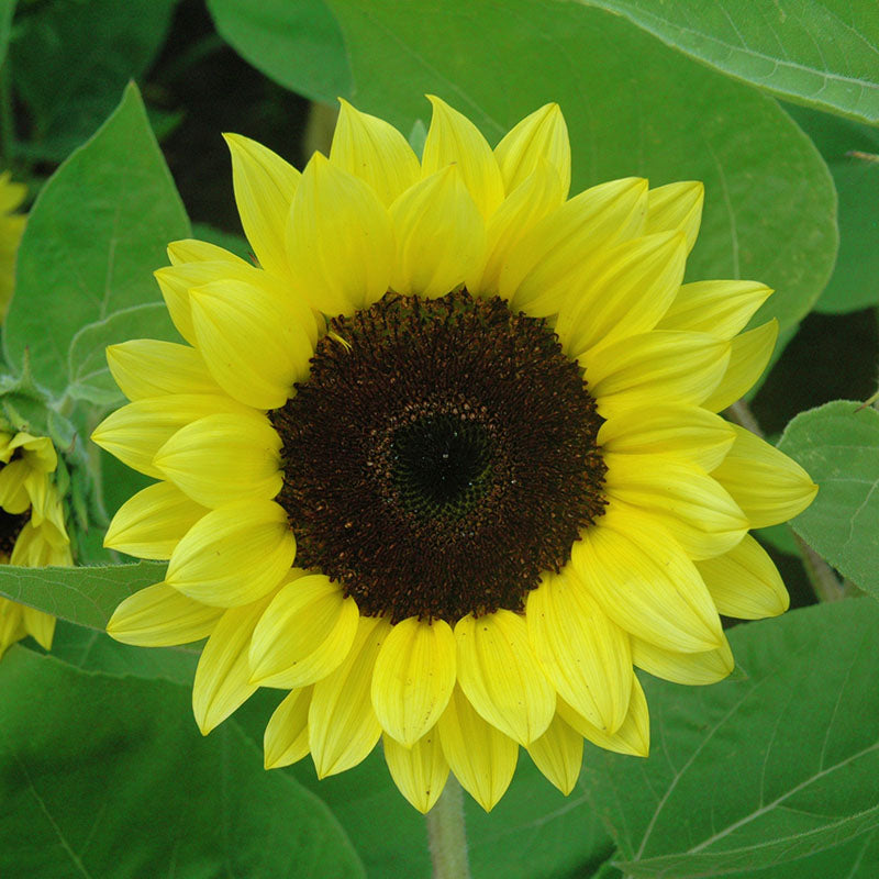Sunflower Premier Light Yellow F1 Seed – Harris Seeds
