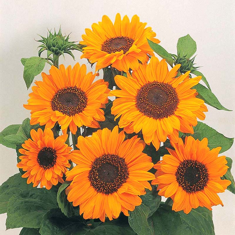 Sunflower Soraya Seed – Harris Seeds