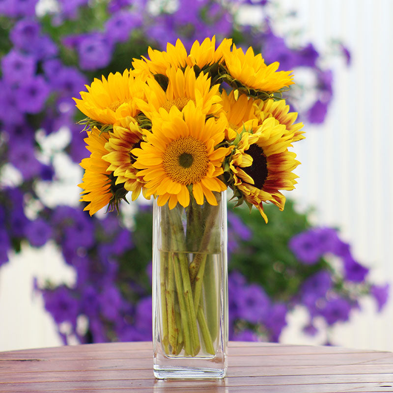 Sunflower Sunrich Gold F1 Seed – Harris Seeds