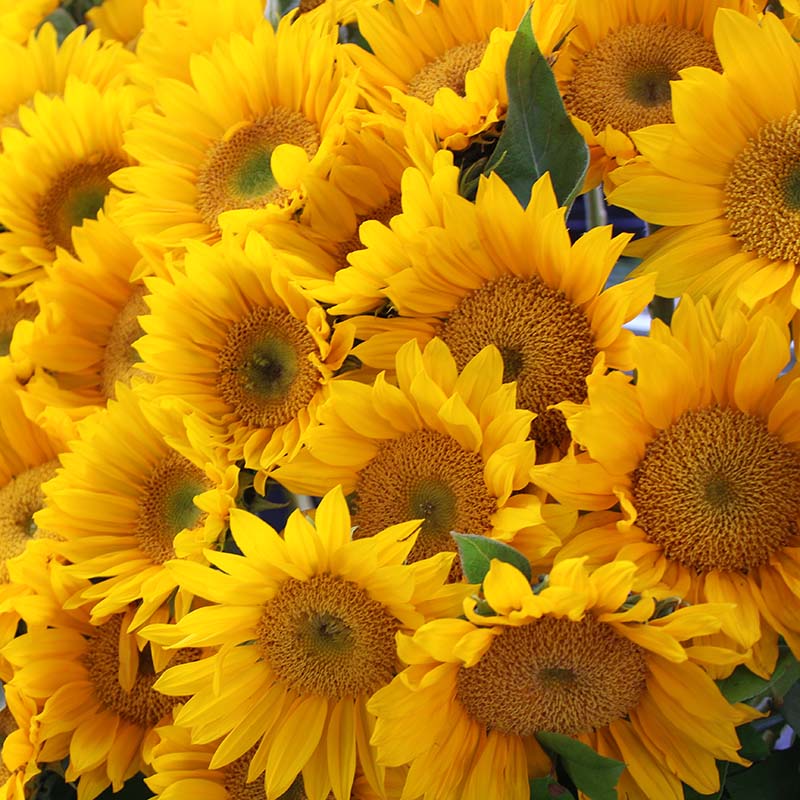 Sunflower Sunrich Gold F1 Seed – Harris Seeds