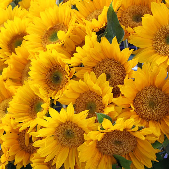 Sunflower Sunrich Gold F1 Seed – Harris Seeds