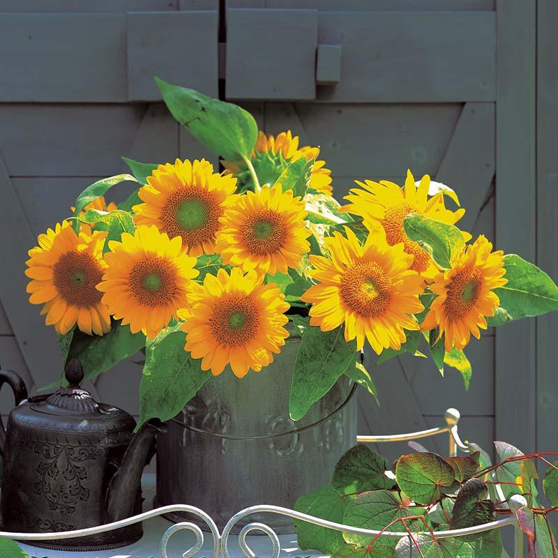 Sunflower Sunrich Gold F1 Seed – Harris Seeds