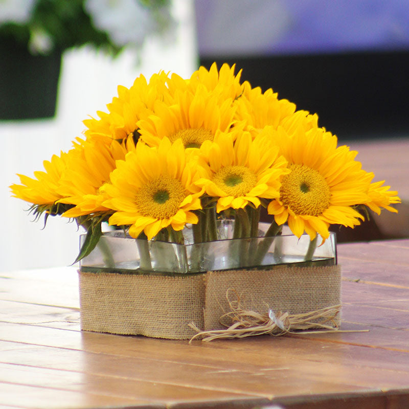 Sunflower Sunrich Gold F1 Seed – Harris Seeds