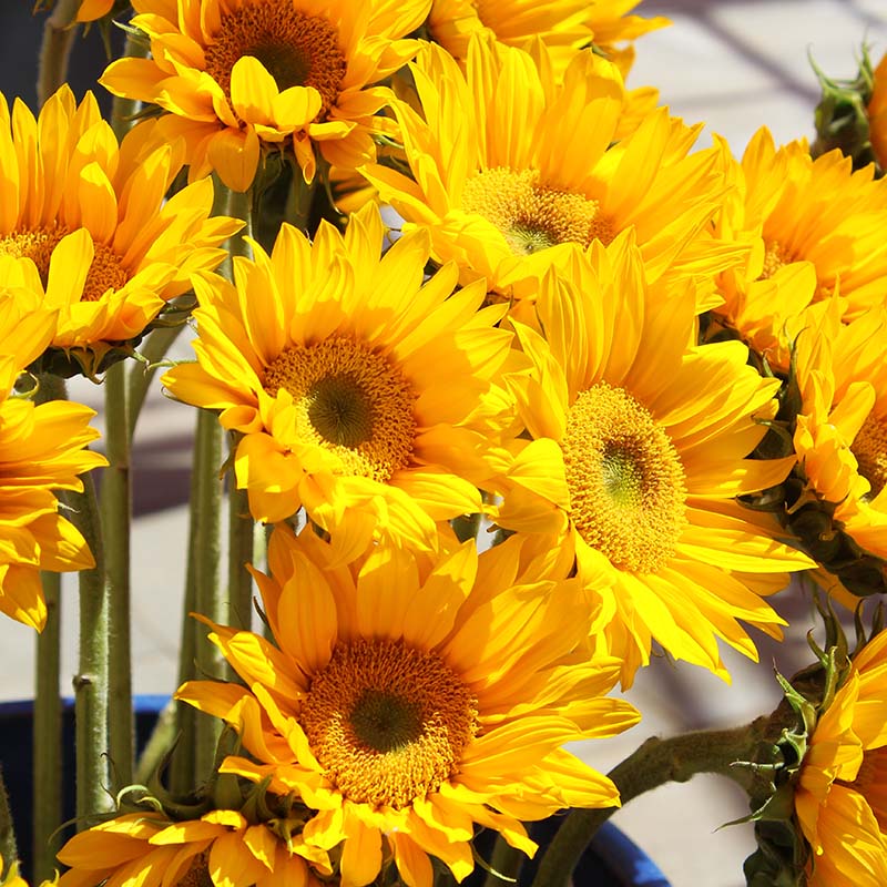 Sunflower Sunrich Gold F1 Seed – Harris Seeds